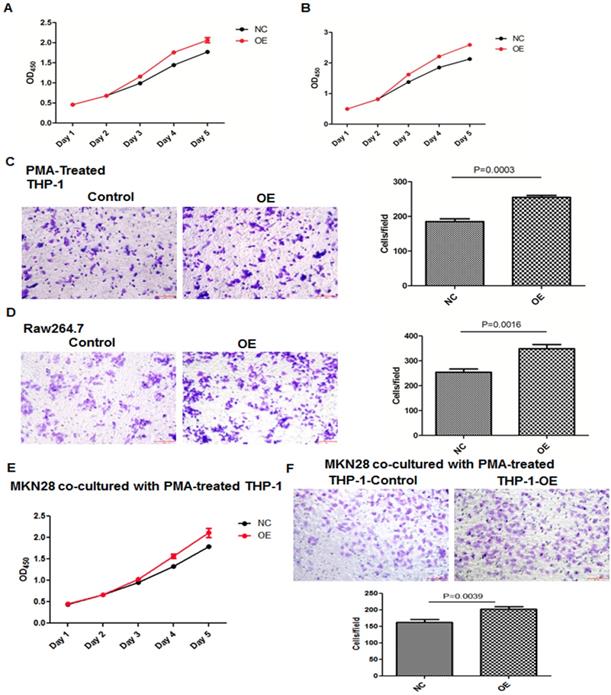 Legumain Promotes Gastric Cancer Progression Through Tumor-associated ...