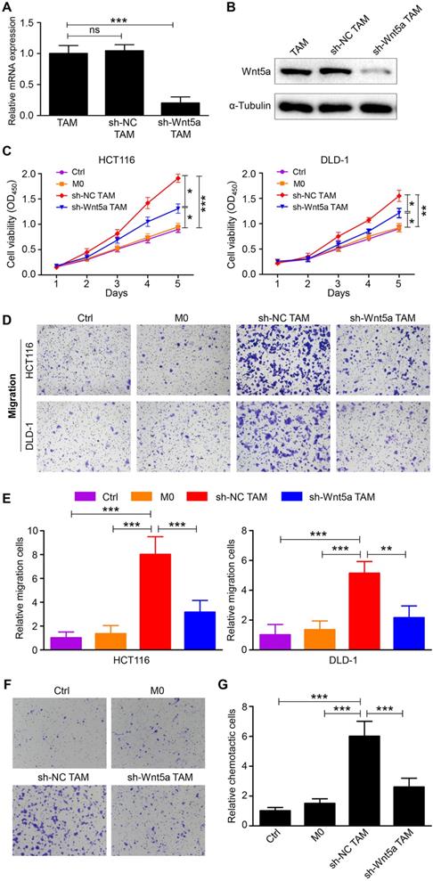 Wnt5a/CaMKII/ERK/CCL2 axis is required for tumor-associated macrophages ...