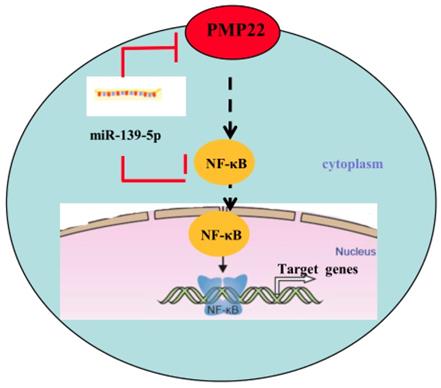 MiR-139-5p negatively regulates PMP22 to repress cell proliferation by ...