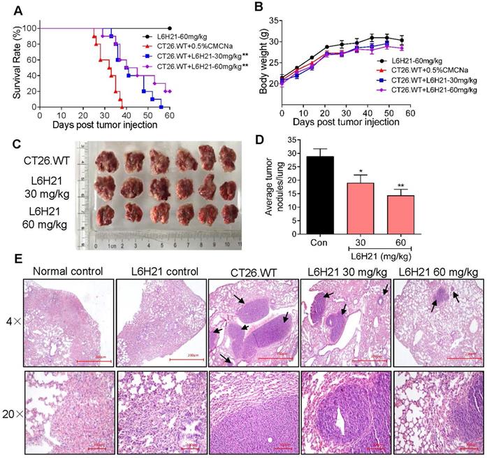 Selective targeting of the TLR4 co-receptor, MD2, prevents colon cancer growth and lung metastasis