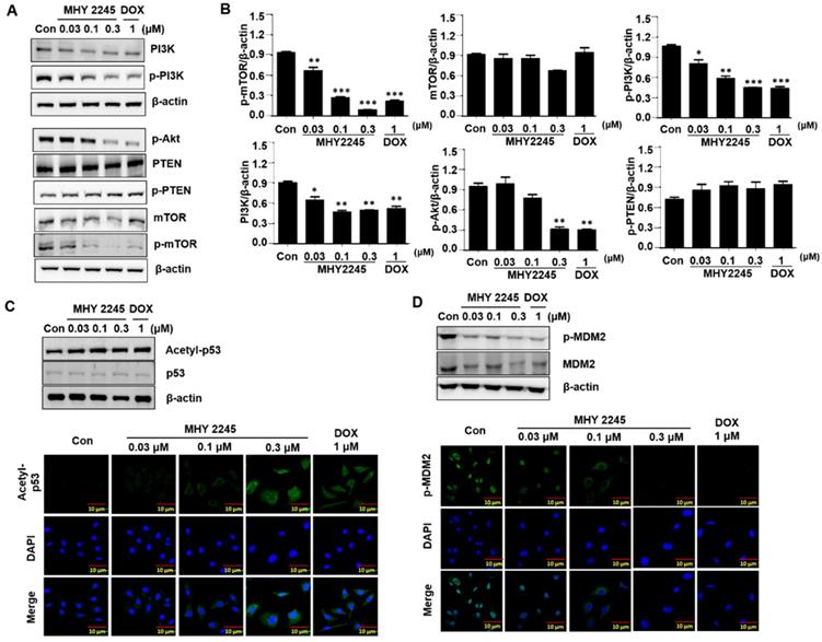 A new SIRT1 inhibitor, MHY2245, induces autophagy and inhibits energy ...