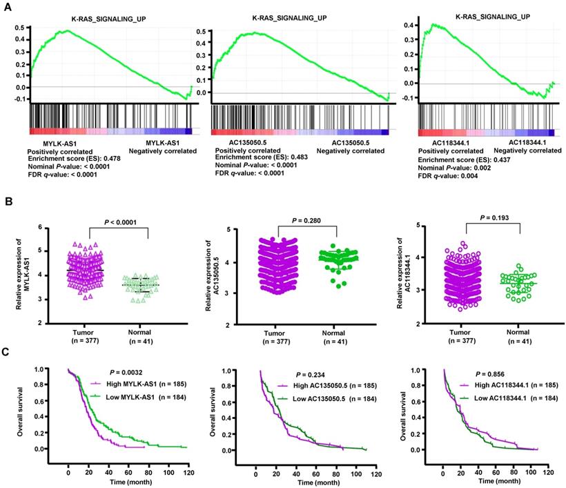 Long noncoding RNA MYLK-AS1 promotes growth and invasion of ...