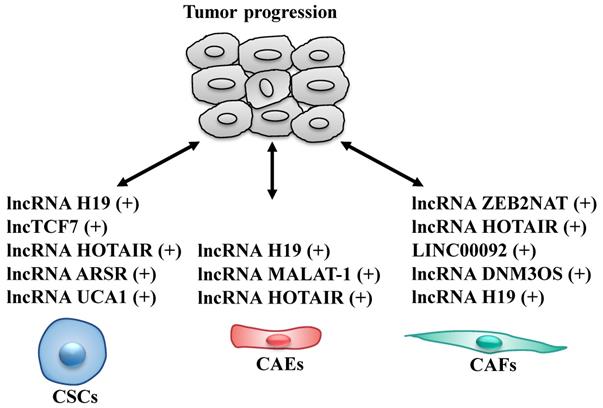 Emerging Roles of Long non-coding RNAs in The Tumor Microenvironment