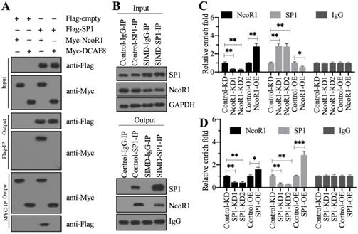 The small molecule PSSM0332 disassociates the CRL4ADCAF8 E3 ligase ...