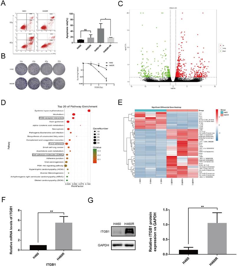 ITGB1 enhances the Radioresistance of human Non-small Cell Lung Cancer ...