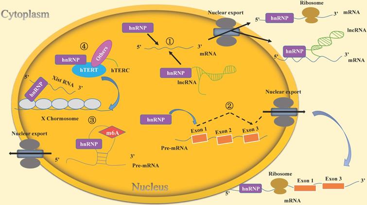 Crucial roles of different RNA-binding hnRNP proteins in Stem Cells