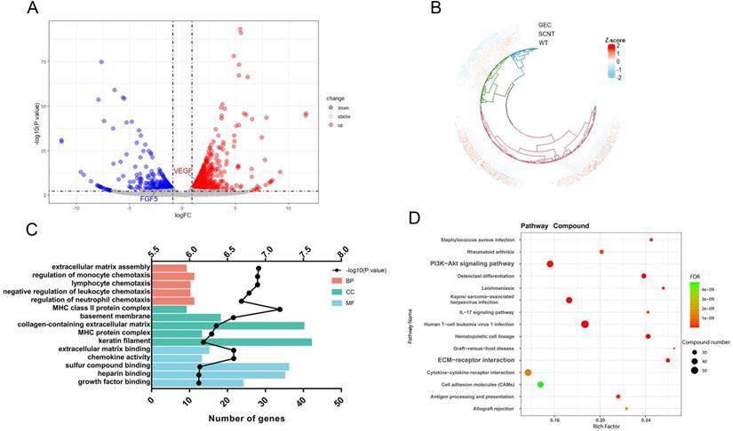 Generation of VEGF knock-in Cashmere goat via the CRISPR/Cas9 system