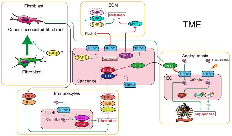 The Impact of TRPV1 on Cancer Pathogenesis and Therapy: A Systematic Review