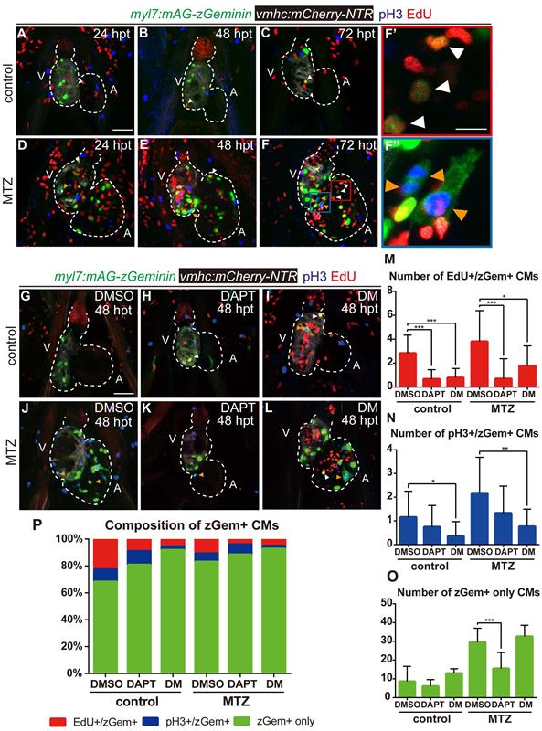 BMP and Notch Signaling Pathways differentially regulate Cardiomyocyte ...