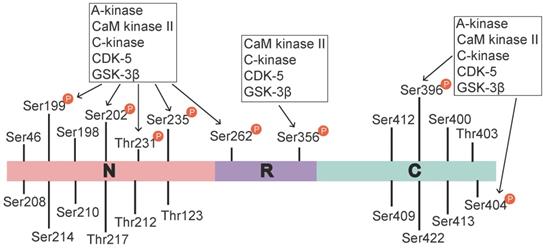 Interaction between Aβ and Tau in the Pathogenesis of Alzheimer's Disease