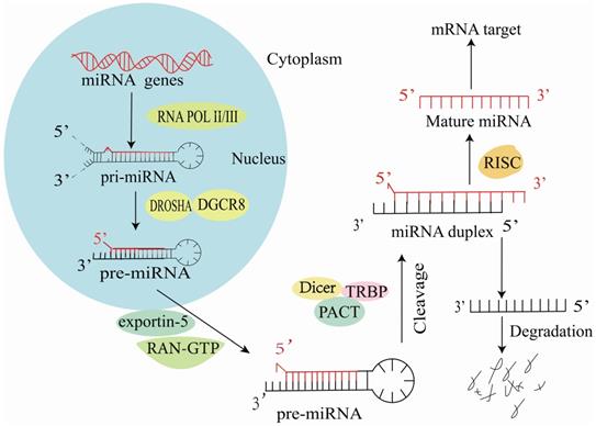 miR-223: An Effective Regulator of Immune Cell Differentiation and ...