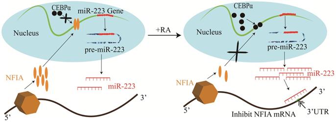miR-223: An Effective Regulator of Immune Cell Differentiation and ...