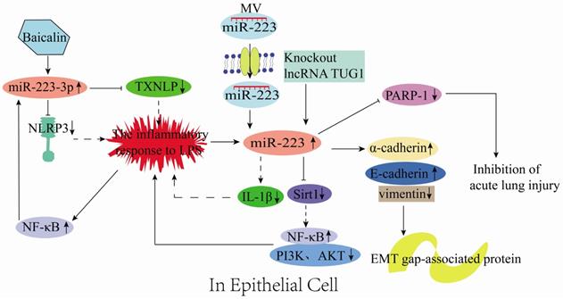 miR-223: An Effective Regulator of Immune Cell Differentiation and ...