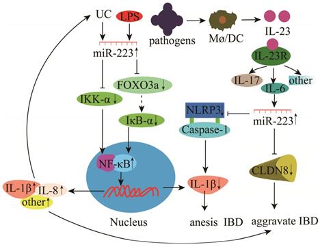 miR-223: An Effective Regulator of Immune Cell Differentiation and ...