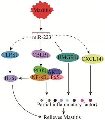 miR-223: An Effective Regulator of Immune Cell Differentiation and ...