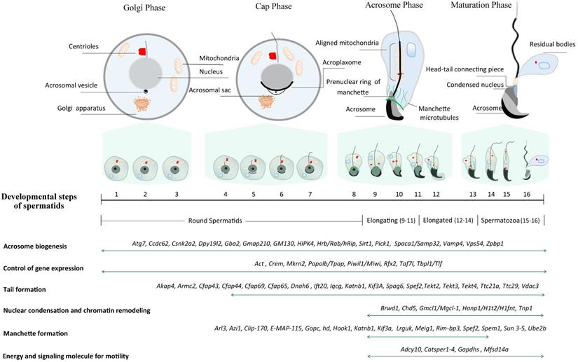 Towards Post-Meiotic Sperm Production: Genetic Insight into Human ...