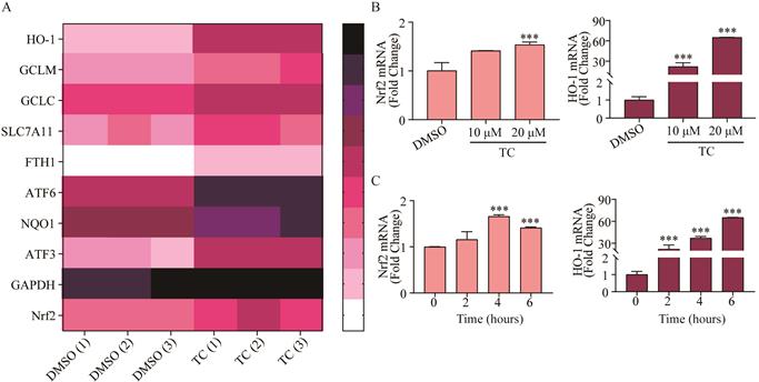 Tagitinin C induces ferroptosis through PERK-Nrf2-HO-1 signaling ...