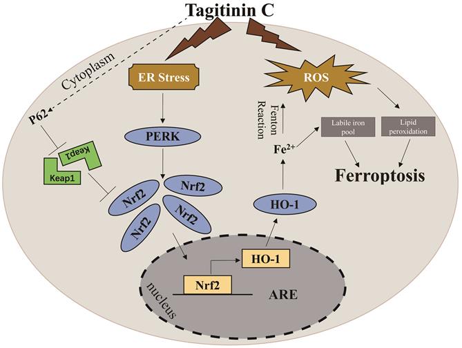 Tagitinin C induces ferroptosis through PERK-Nrf2-HO-1 signaling ...