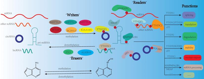 The Interplay Between M6a Modification And Non Coding Rna In Cancer Stemness Modulation