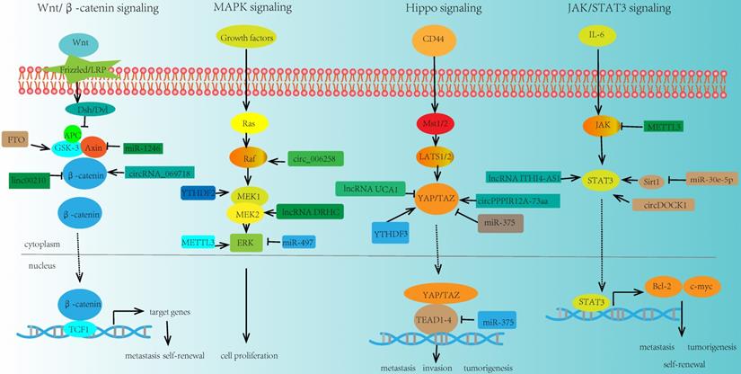 The interplay between m6A modification and non-coding RNA in cancer stemness modulation ...