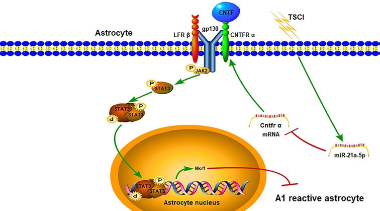 miR-21a-5p Promotes Inflammation following Traumatic Spinal Cord Injury ...