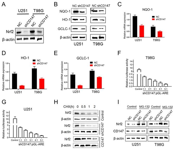 CD147 confers temozolomide resistance of glioma cells via the ...