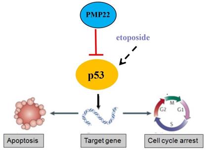 Inhibition of protein PMP22 enhances etoposide-induced cell apoptosis ...