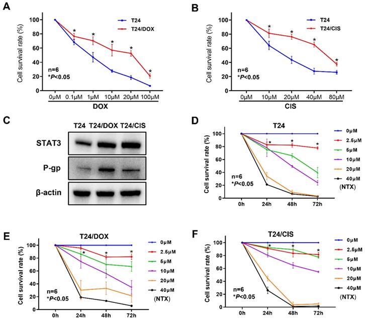 Discovery and Validation of Nitroxoline as a Novel STAT3 Inhibitor in ...