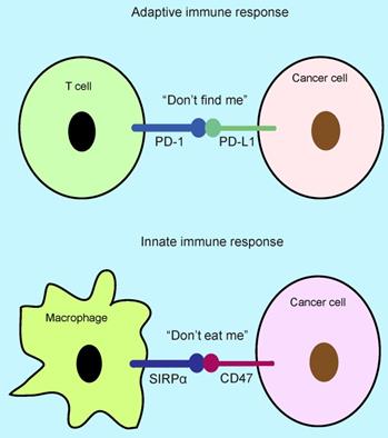 CD47/SIRPα pathway mediates cancer immune escape and immunotherapy