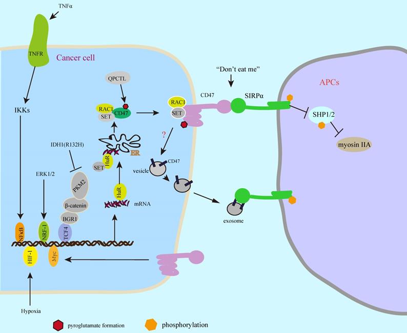 CD47/SIRPα pathway mediates cancer immune escape and immunotherapy
