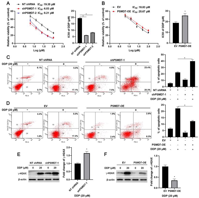 Deubiquitinase PSMD7 promotes the proliferation, invasion, and ...