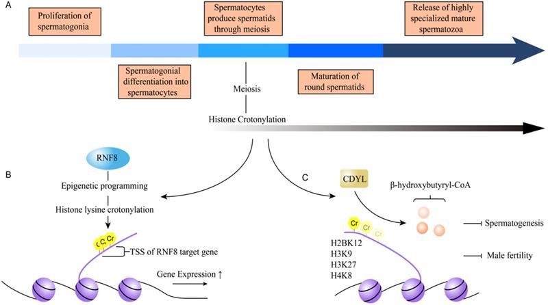 The Function and related Diseases of Protein Crotonylation