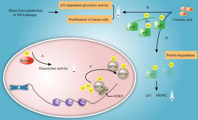 The Function and related Diseases of Protein Crotonylation