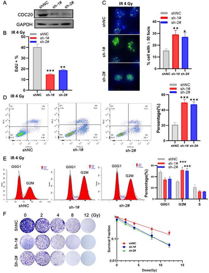 CDC20 regulates the cell proliferation and radiosensitivity of P53 ...