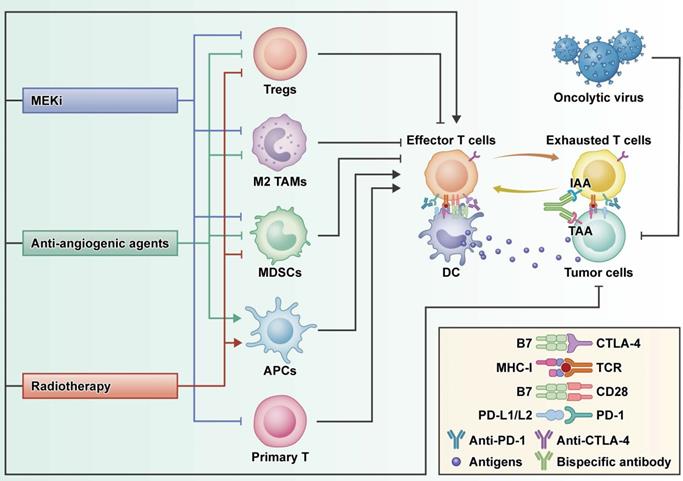 Immunotherapy in colorectal cancer: current achievements and future ...