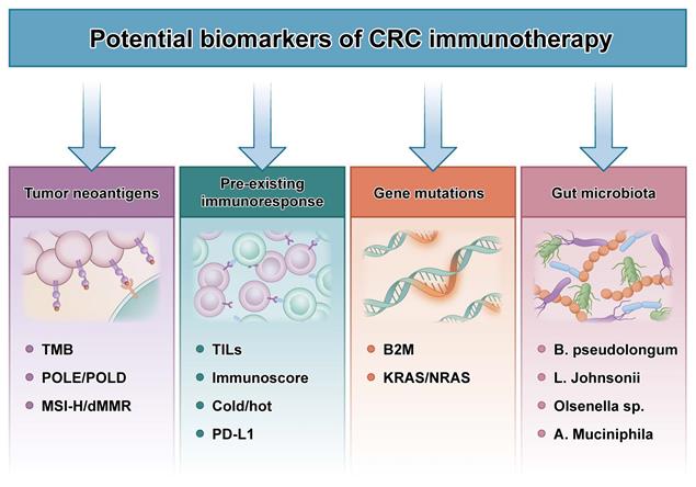 Immunotherapy in colorectal cancer: current achievements and future ...
