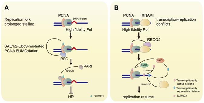 Post-Translational Modifications of PCNA in Control of DNA Synthesis ...