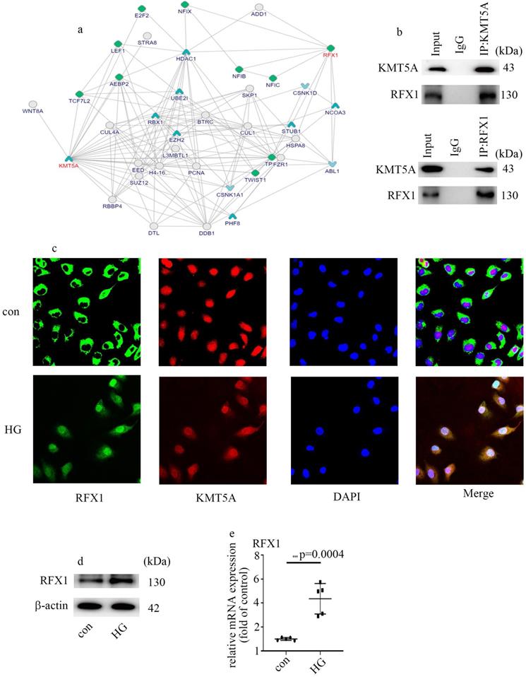 KMT5A downregulation participated in High Glucose-mediated EndMT via ...