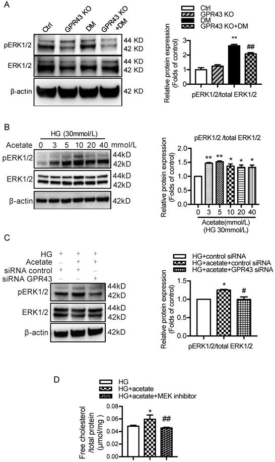 GPR43 activation-mediated lipotoxicity contributes to podocyte injury ...