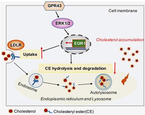 GPR43 activation-mediated lipotoxicity contributes to podocyte injury ...