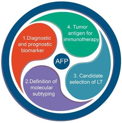 The Landscape Of Alpha Fetoprotein In Hepatocellular Carcinoma: Where ...