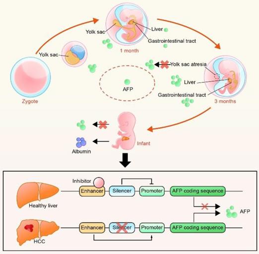 The Landscape Of Alpha Fetoprotein In Hepatocellular Carcinoma: Where ...