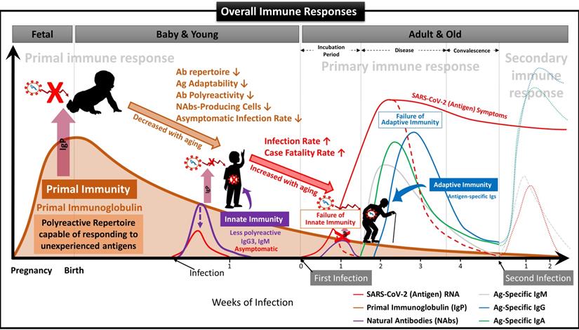The Different Immune Responses by Age Are due to the Ability of the ...
