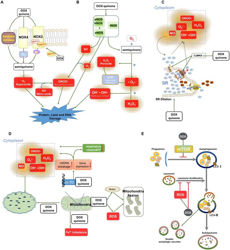 Underlying the Mechanisms of Doxorubicin-Induced Acute Cardiotoxicity ...