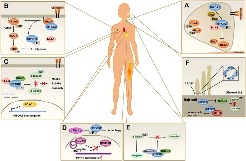 Role of RHO family interacting cell polarization regulators (RIPORs) in ...