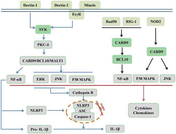 CARD9 Regulation and its Role in Cardiovascular Diseases