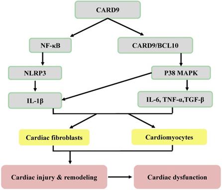CARD9 Regulation and its Role in Cardiovascular Diseases