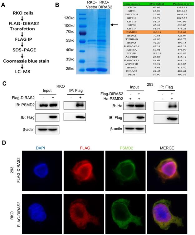 Diverse Ras-related GTPase DIRAS2, downregulated by PSMD2 in a ...