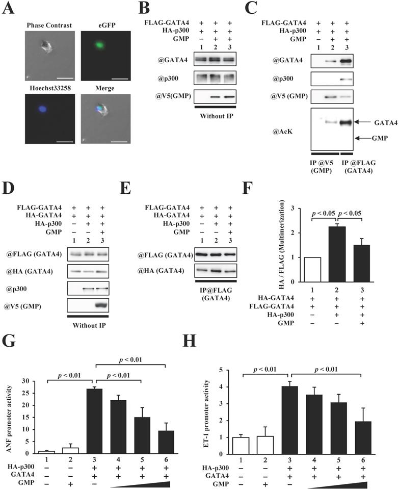 Multimerization of the GATA4 transcription factor regulates ...