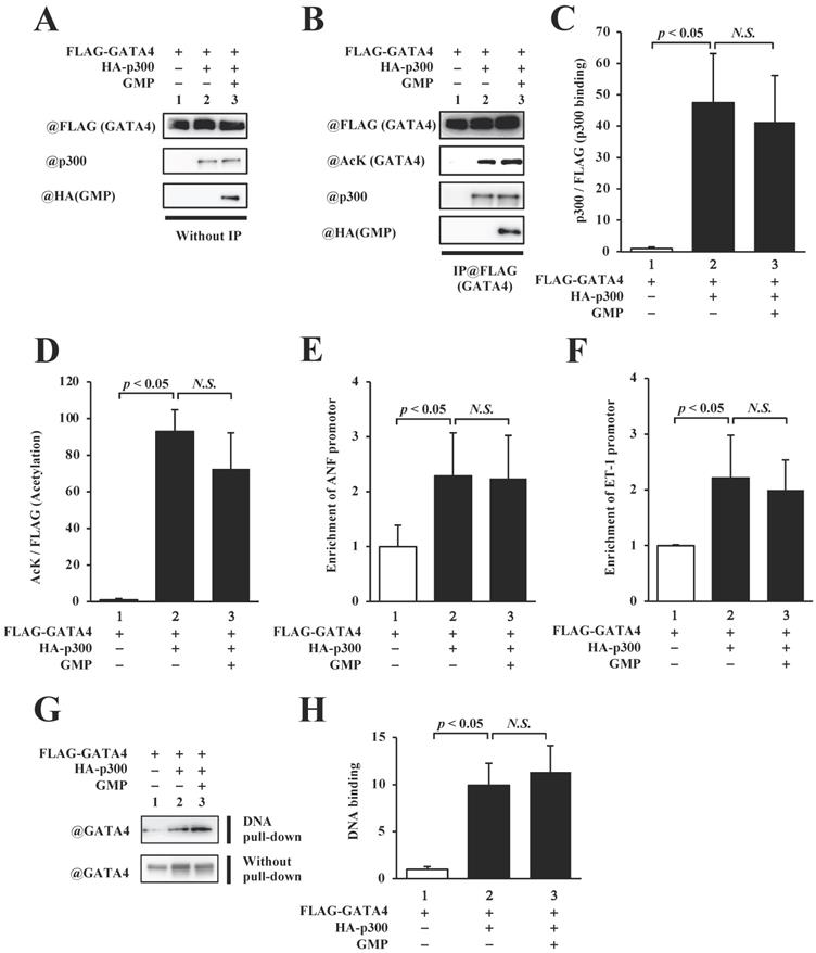 Multimerization of the GATA4 transcription factor regulates ...